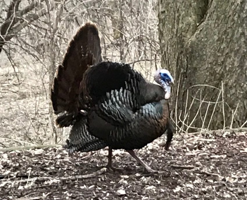 Talking Turkey for Laughs and Wisdom – David Shama's Minnesota Sports ...